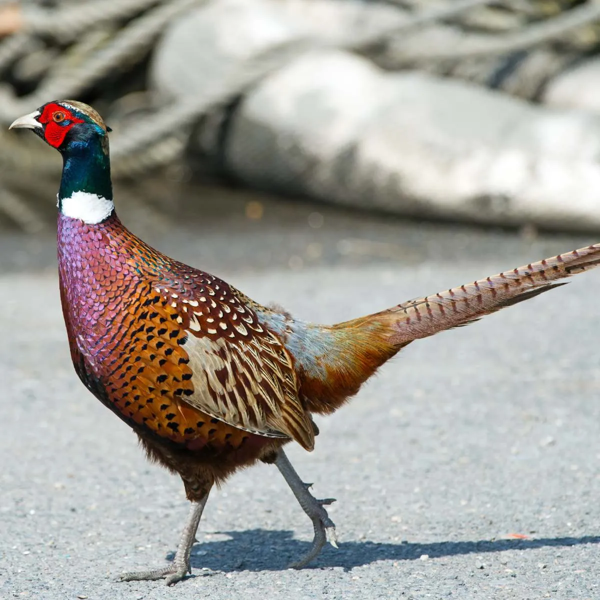 Exploring the Treasured Wilderness of Chail Wildlife Sanctuary - UPSC ...